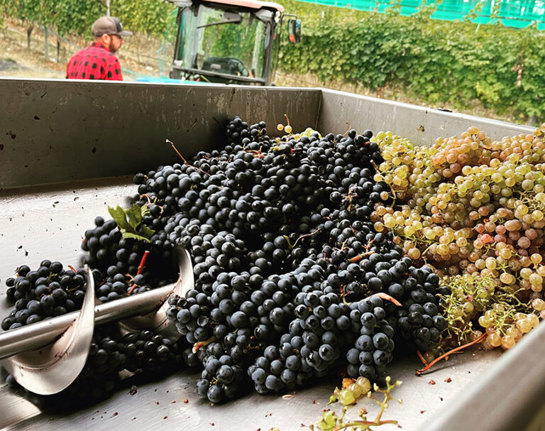 Red Hybrid Grape Winemaking - WineMakerMag.com