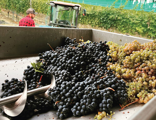 Creating a Field Blend - WineMakerMag.com