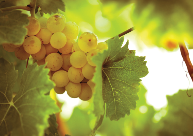 Making Riesling Roundtable - WineMakerMag.com