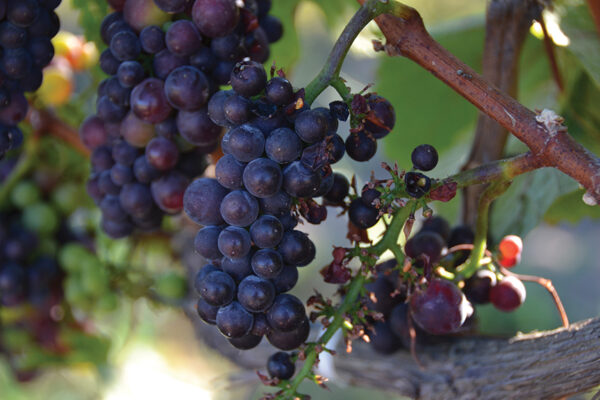 Causes and Treatments for Volatile Acidity - WineMakerMag.com