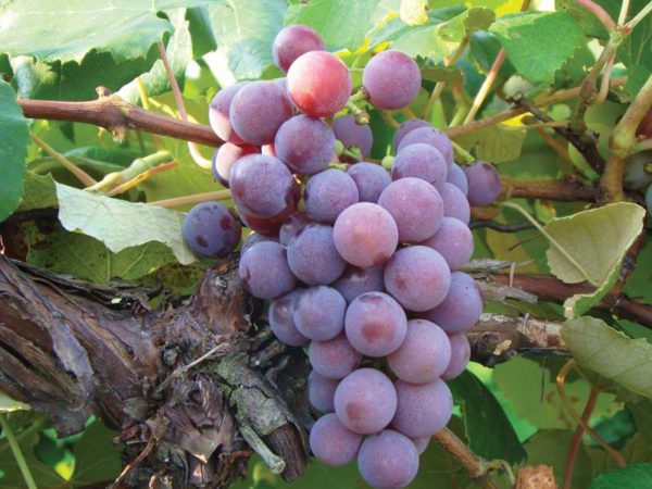 Classic Catawba: America’s first true wine grape - WineMakerMag.com