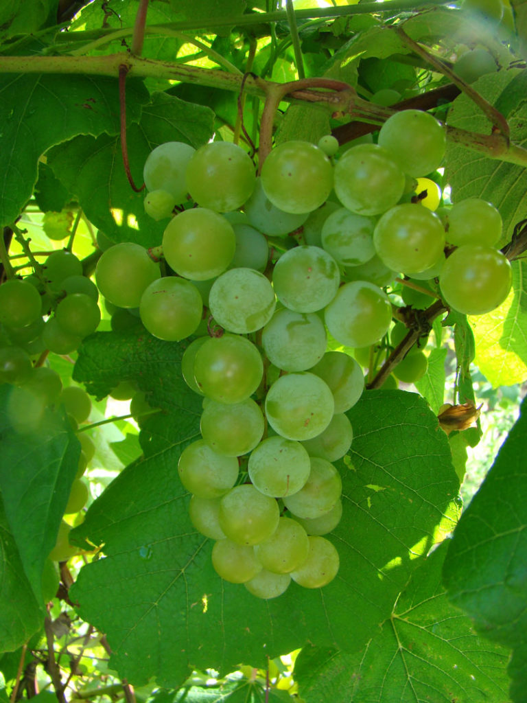 Grape Profiles - WineMakerMag.com