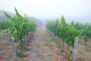 Choosing a Trellis System For Your Vineyard - WineMakerMag.com