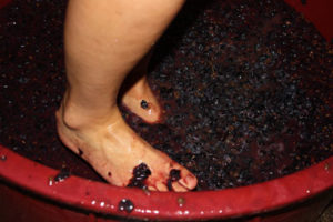 Grape Stomping Party - WineMakerMag.com