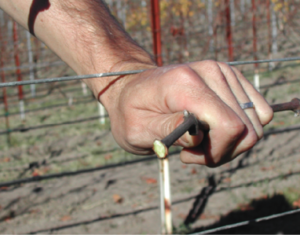 Grapevine Pruning Fundamentals - WineMakerMag.com