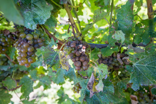 Volatile Acidity Basics - WineMakerMag.com