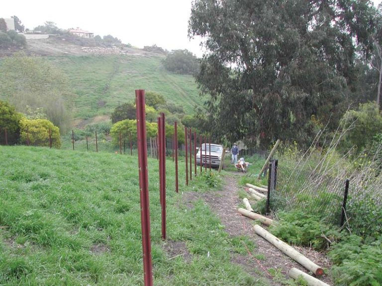Site Planning and Prep: Designing a modern backyard vineyard ...