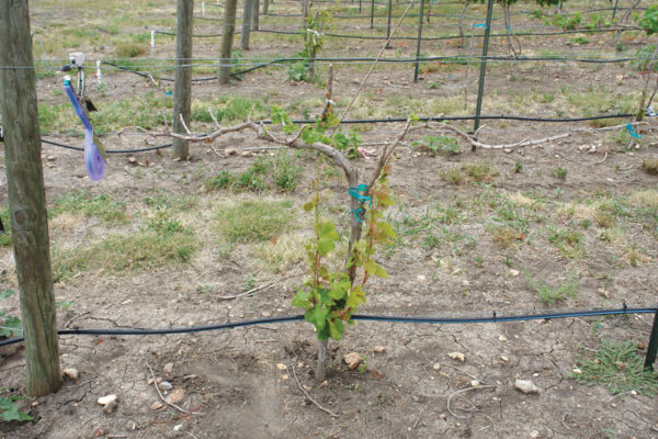 Winter Chills - WineMakerMag.com